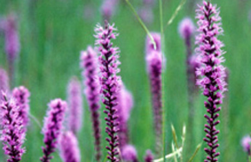 JMNR Prairie in Full Bloom!